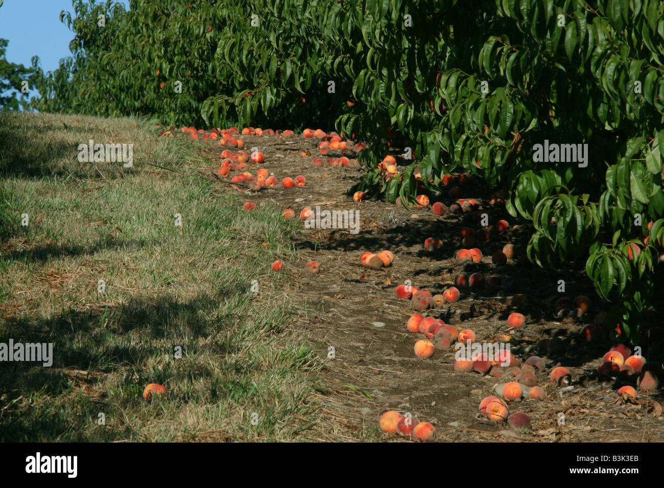 Rotting Peaches in Orchard Stock Photo - Alamy