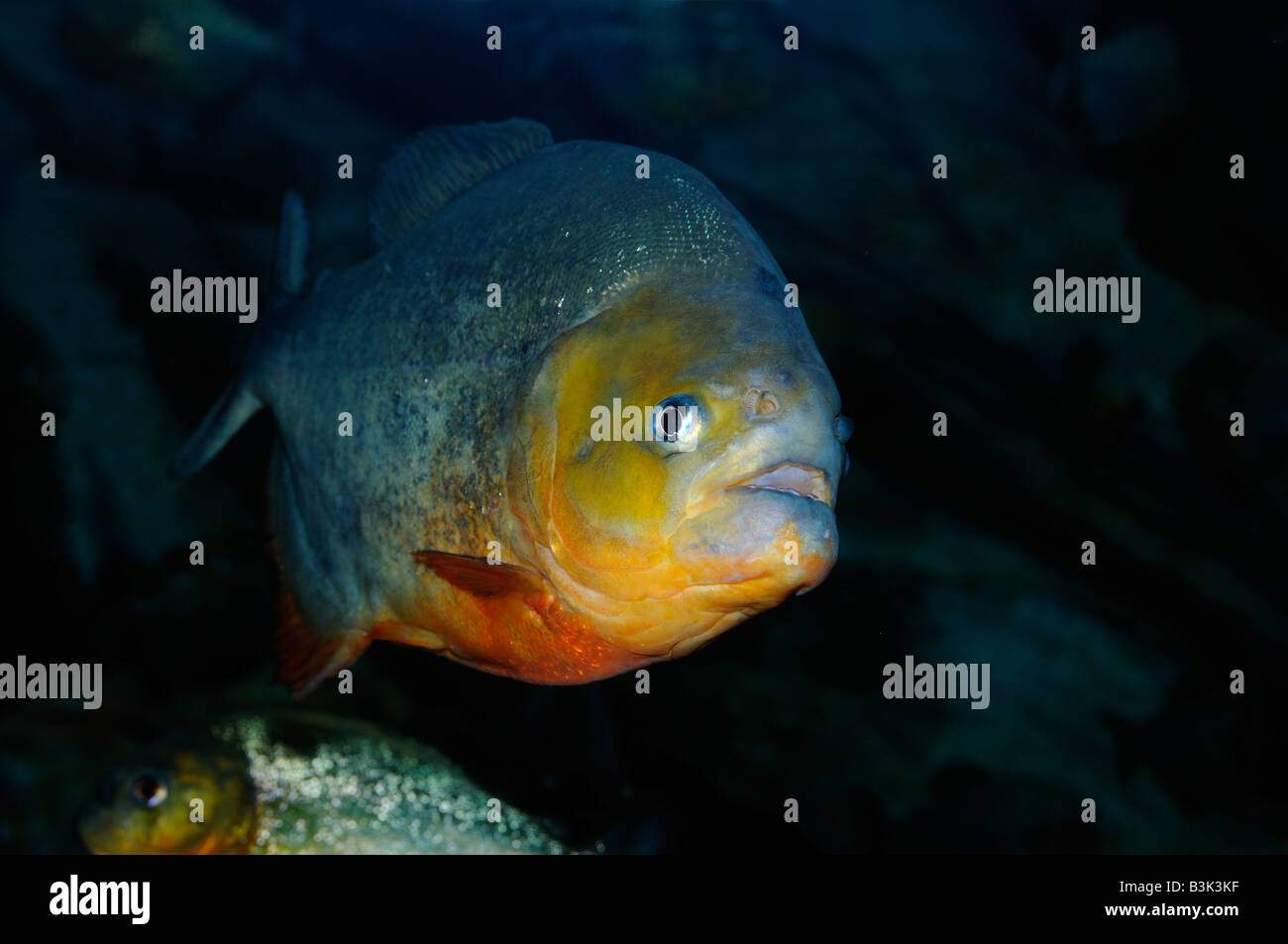 Piranha attack hi-res stock photography and images - Alamy