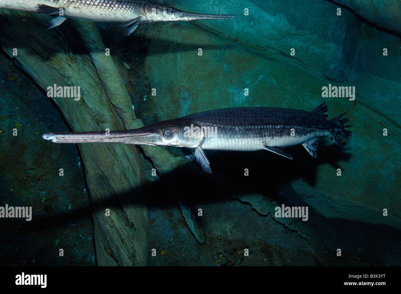 Longnose gar hi-res stock photography and images - Alamy