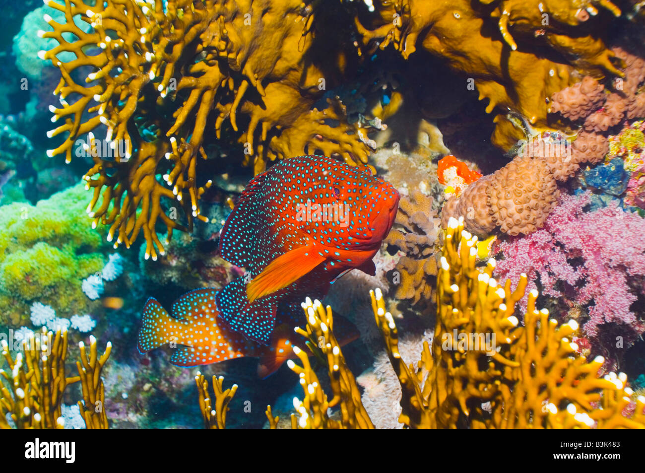 Coral hind Cephalopholis miniata with firecoral Red Sea Egypt Stock ...