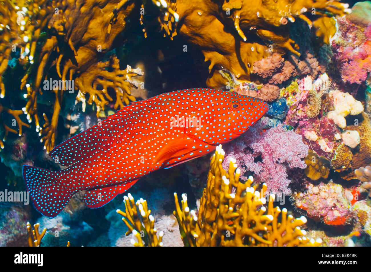 Coral hind Cephalopholis miniata Red Sea Egypt Stock Photo - Alamy