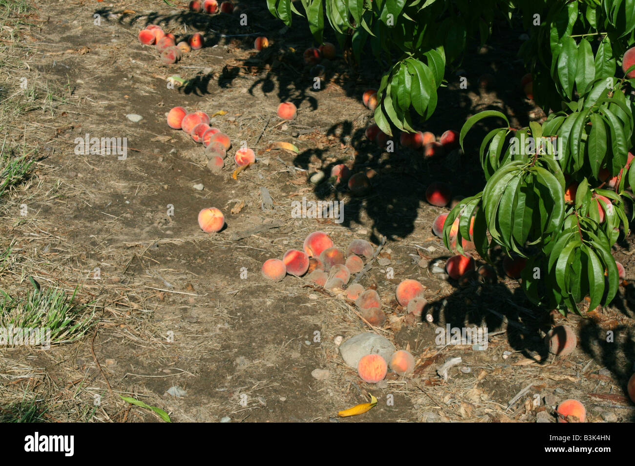Rotting peaches in Orchard, Michigan USA Stock Photo - Alamy