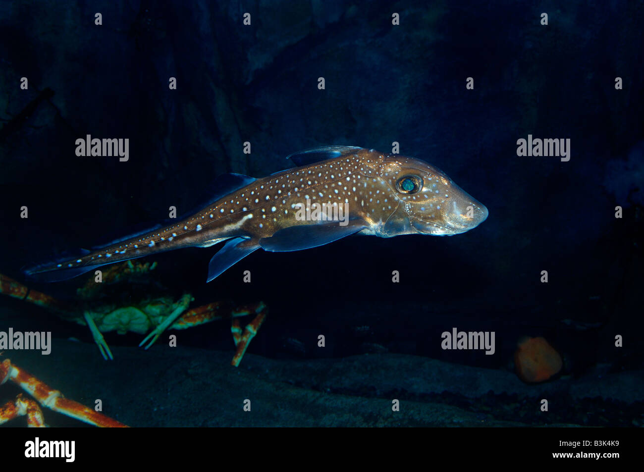 Spotted ratfish Hydrolagus colliei captive Stock Photo - Alamy