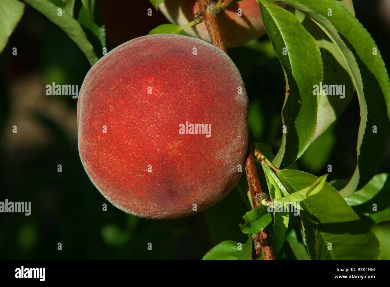 Peach growing orchard hi-res stock photography and images - Alamy