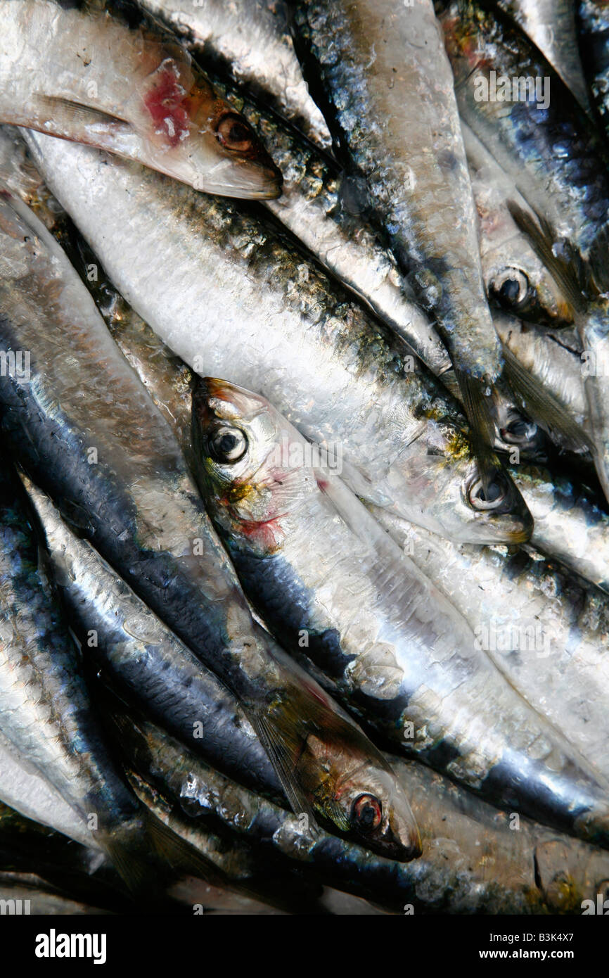 July 2008 - Sea food market by the fishing port in Trouville Normandy ...