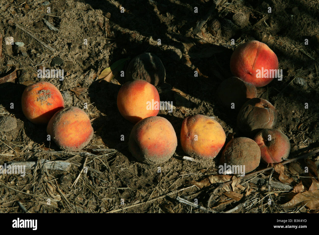 Clingstone peaches hi-res stock photography and images - Alamy