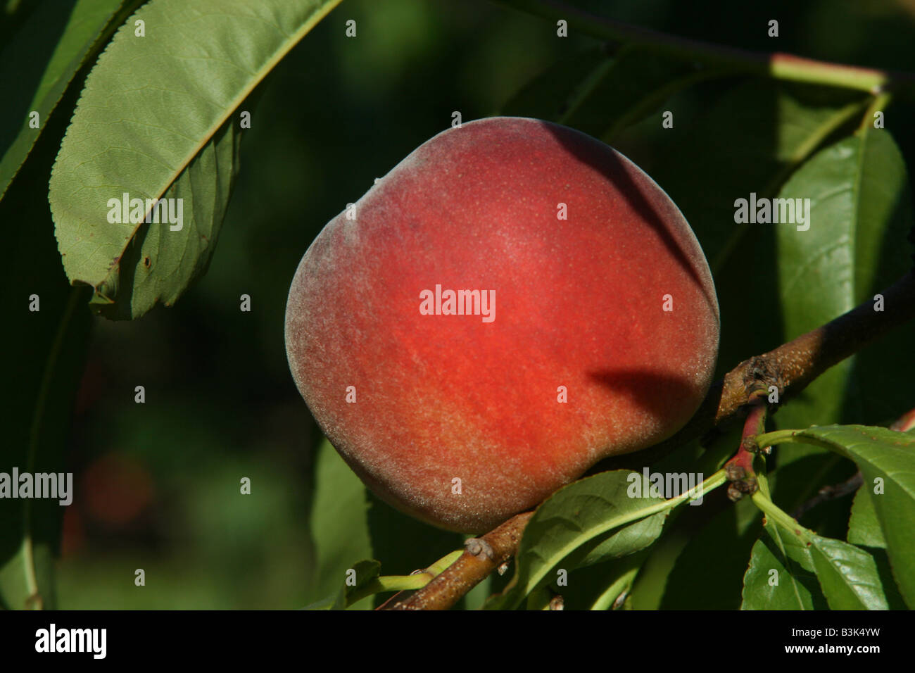 Peach growing orchard hi-res stock photography and images - Alamy