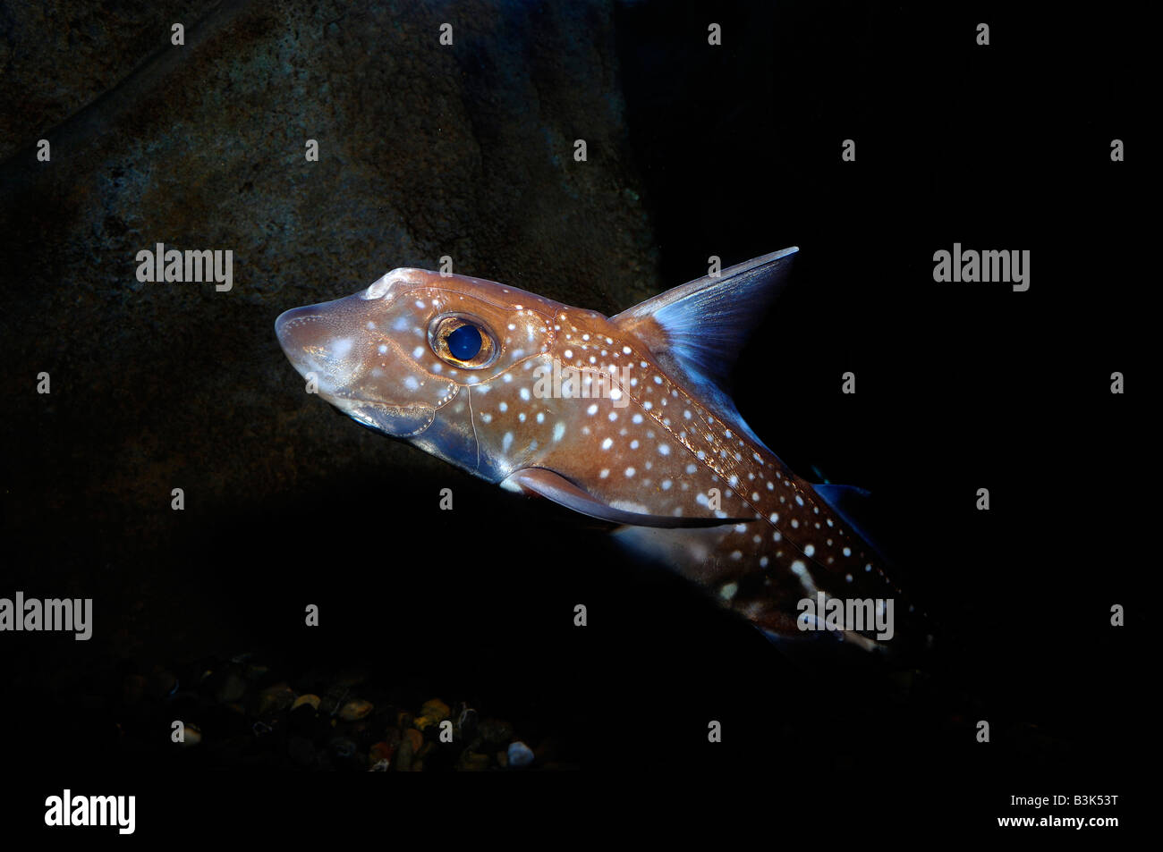 Spotted ratfish Hydrolagus colliei captive Stock Photo - Alamy