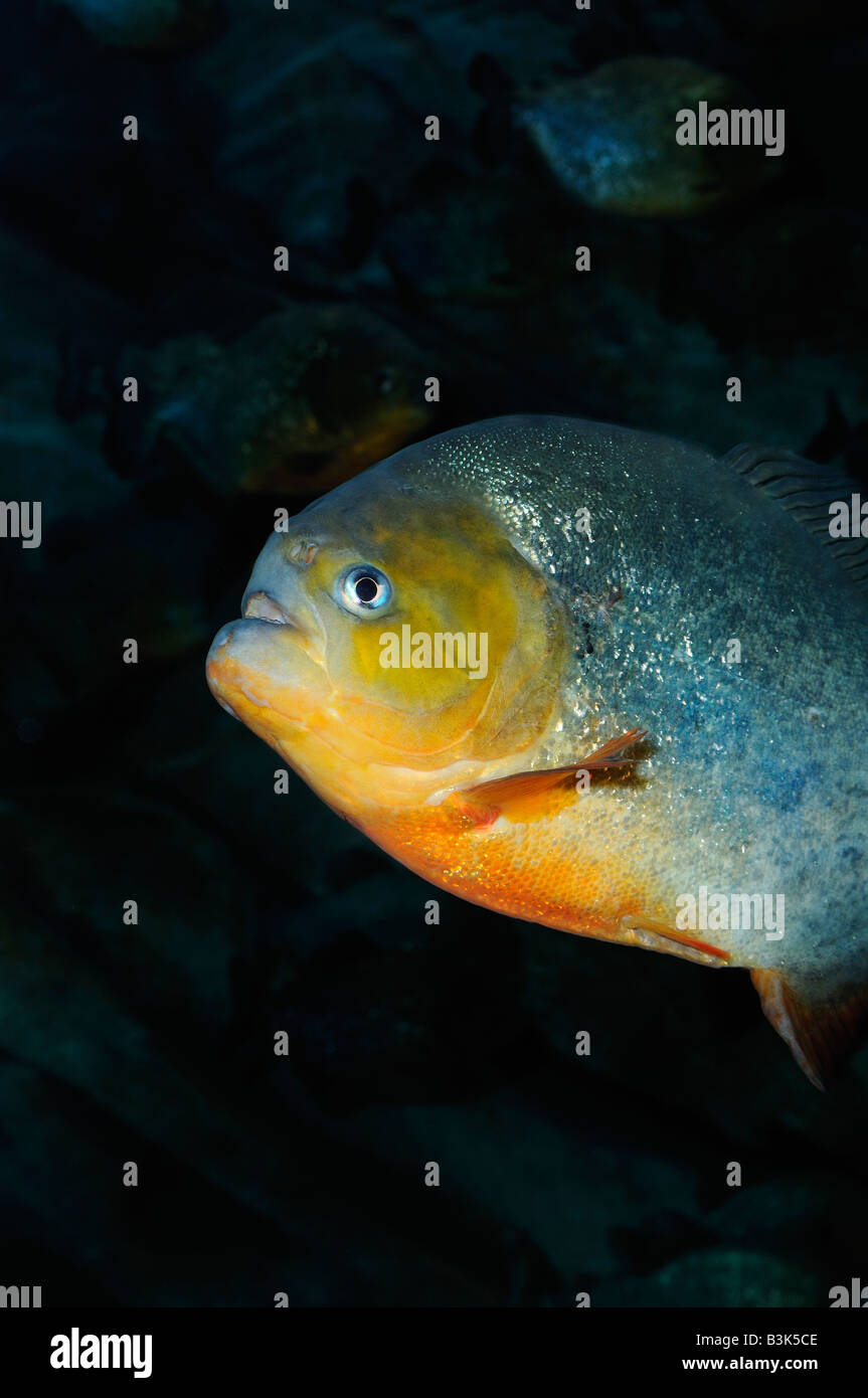 Piranha teeth hi-res stock photography and images - Alamy