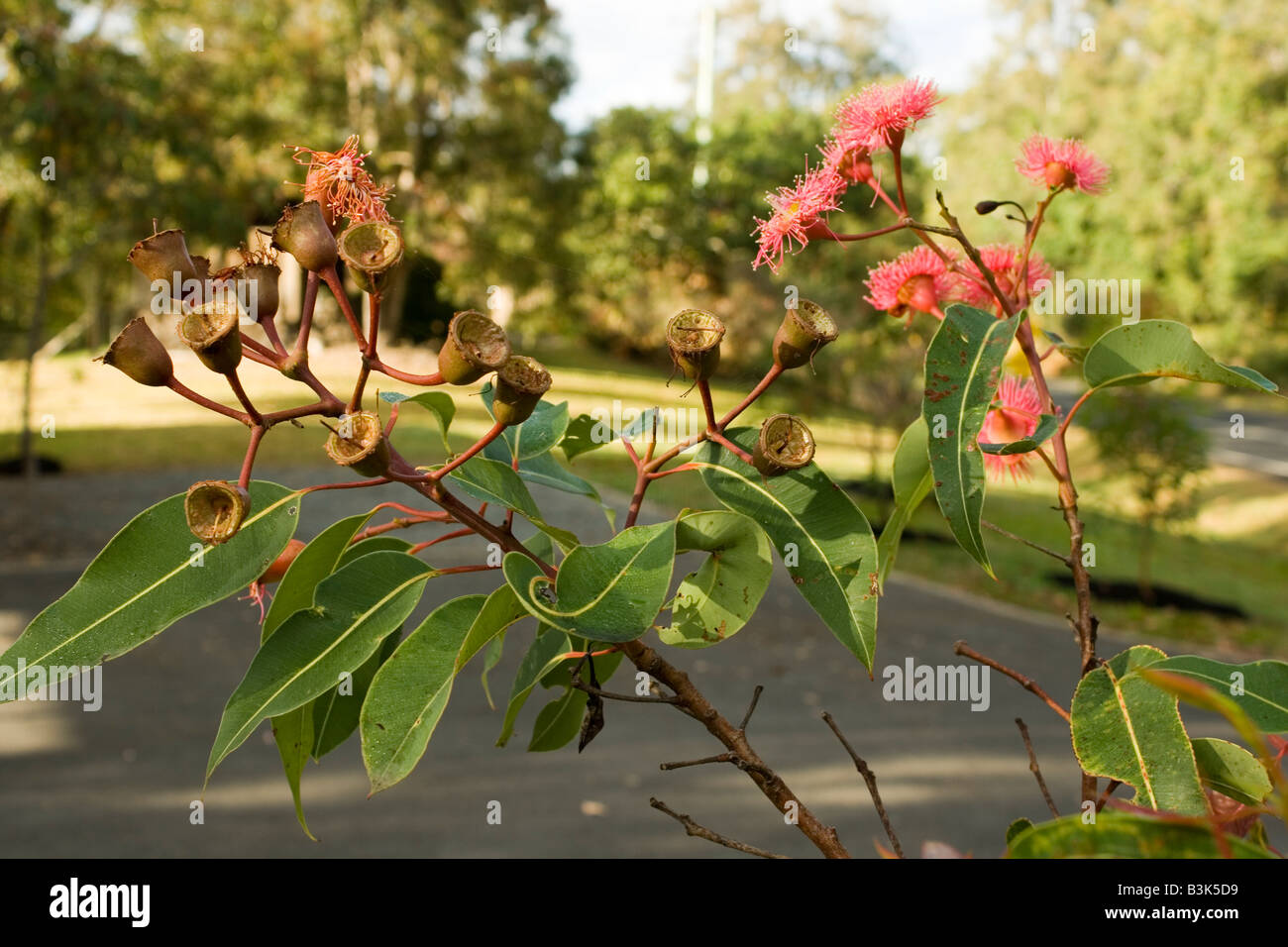 Flowering gum tree australia hi-res stock photography and images - Alamy