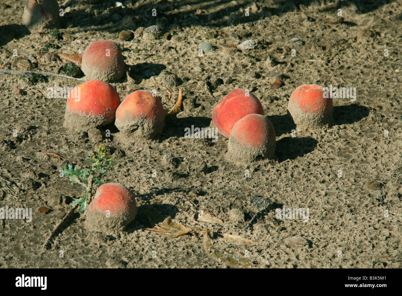 Rotting Peaches Orchard Western Michigan USA Stock Photo - Alamy