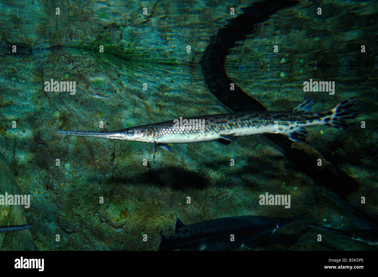 Longnose gar Lepisosteus osseus captive Stock Photo - Alamy