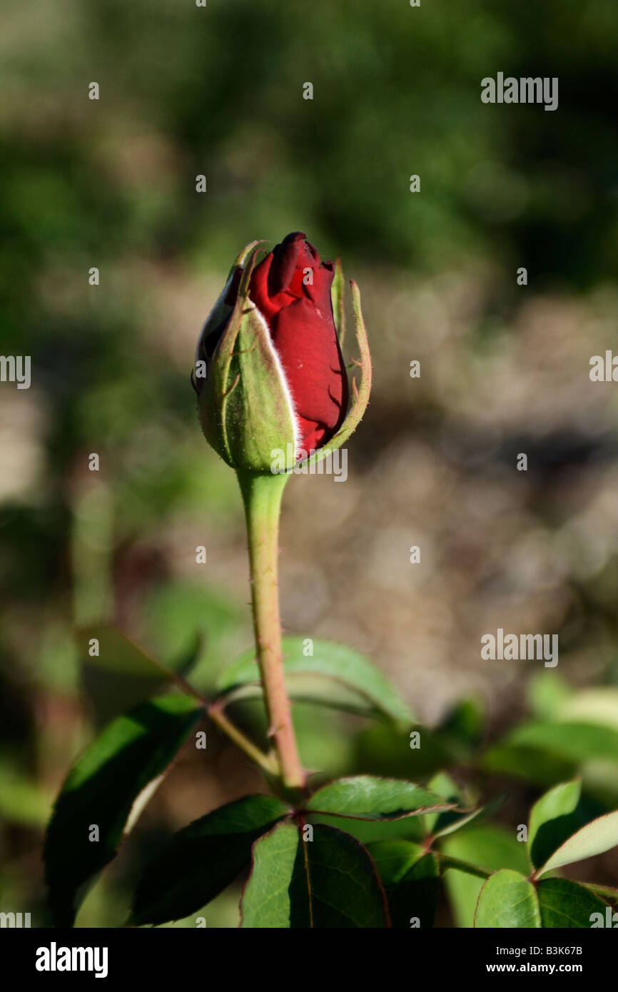Rosebud, upright, closed Stock Photo - Alamy