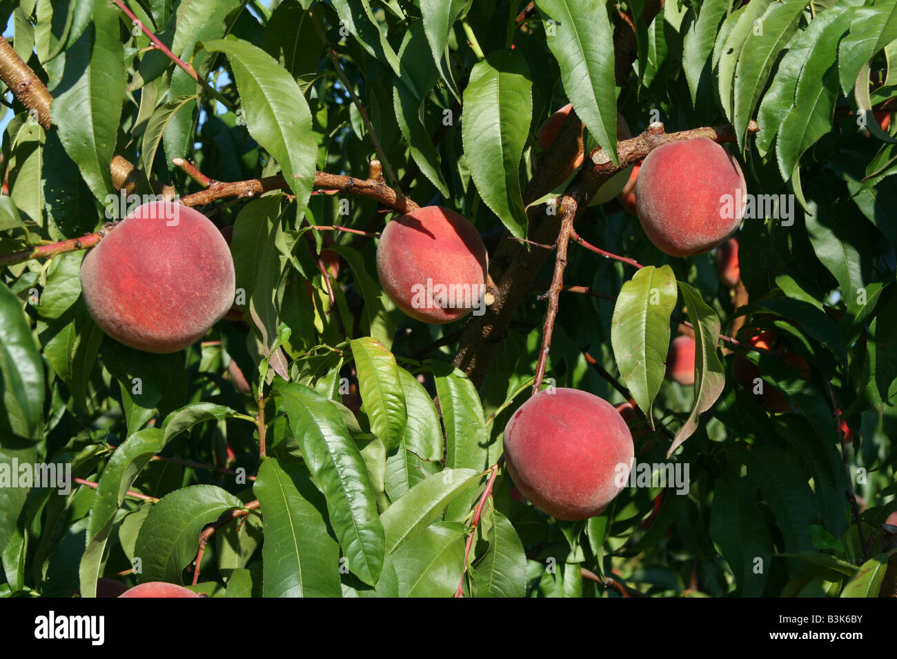 Tree ripened peaches hi-res stock photography and images - Alamy