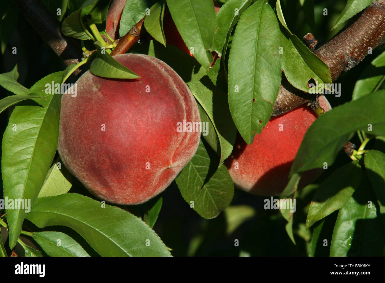 Peach growing orchard hi-res stock photography and images - Alamy