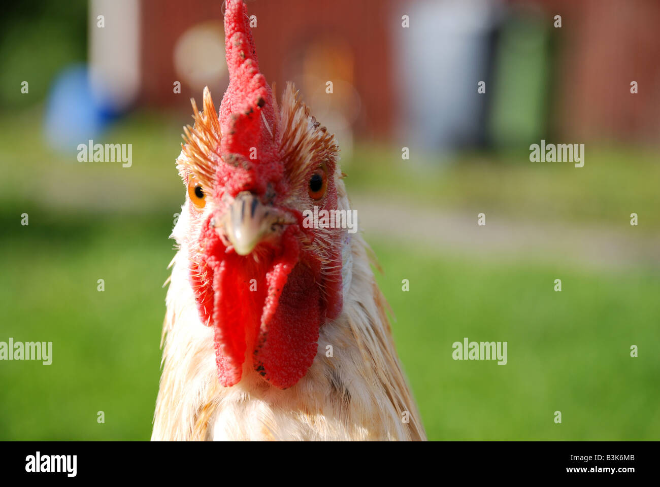 Rooster Comb High Resolution Stock Photography and Images - Alamy