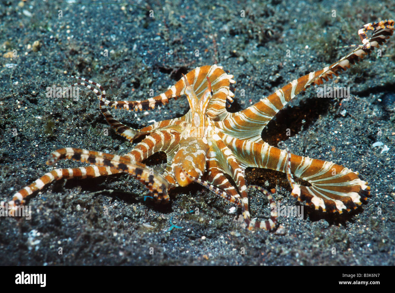 Long armed octopus Wunderpus photogenicus Lembeh Strait North Sulawesi ...