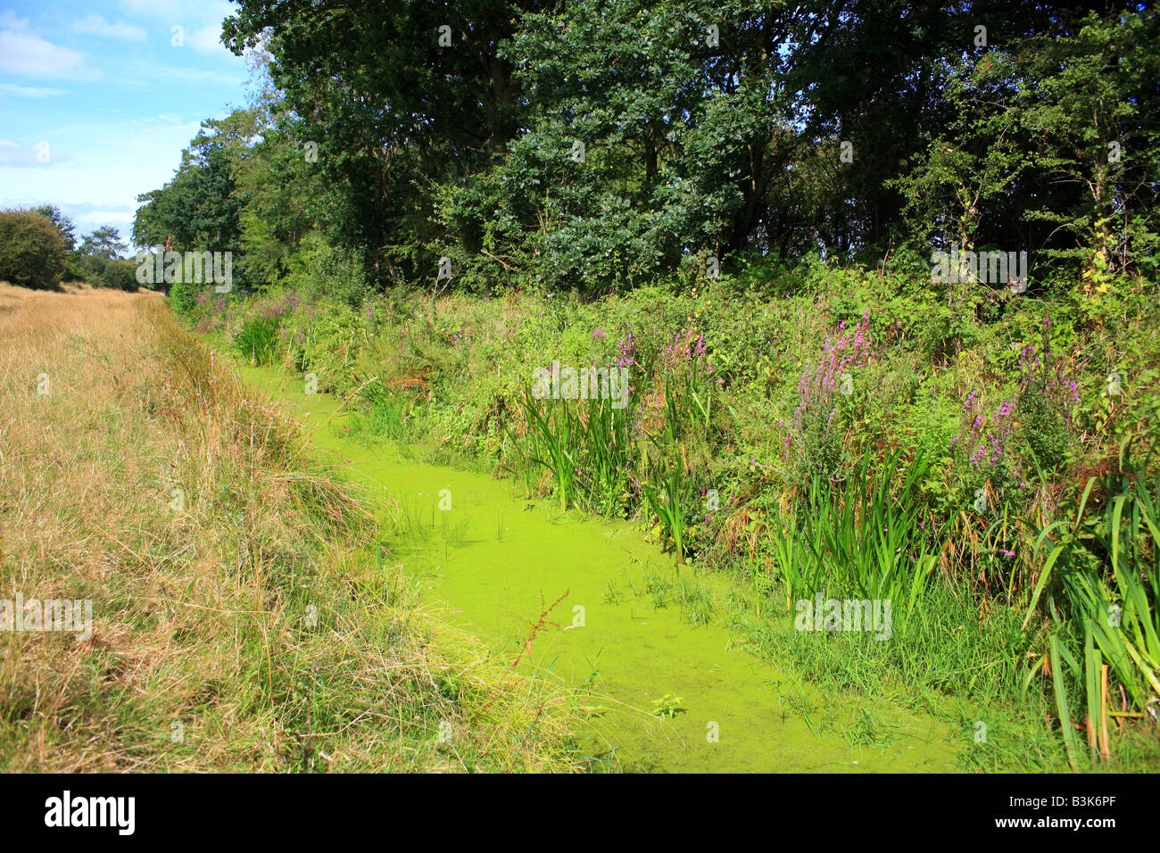 Kent ditch hi-res stock photography and images - Alamy