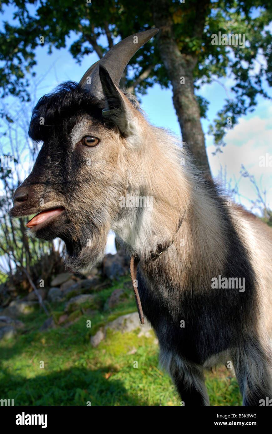 Screaming Goat Yeah