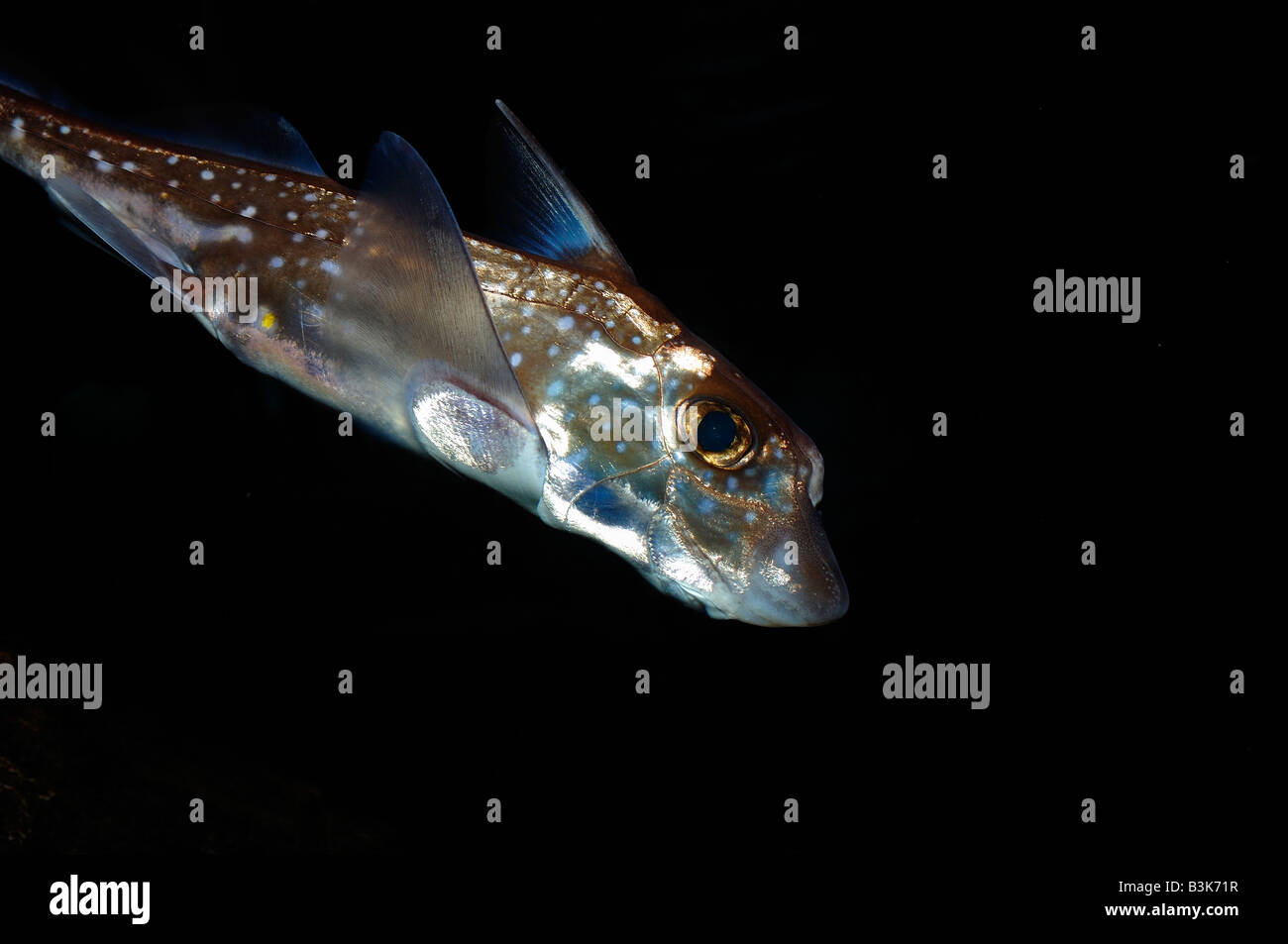Spotted ratfish Hydrolagus colliei captive Stock Photo - Alamy