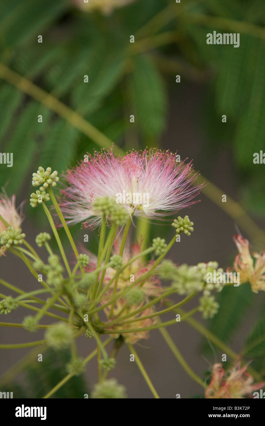 ALBRIZIA JULIBRISSIN MIMOSA MIMOSACEAE LEGUMINOSAE TREE FLOWERING IN ...