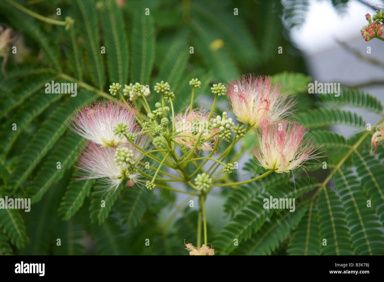 Mimosaceae hi-res stock photography and images - Alamy