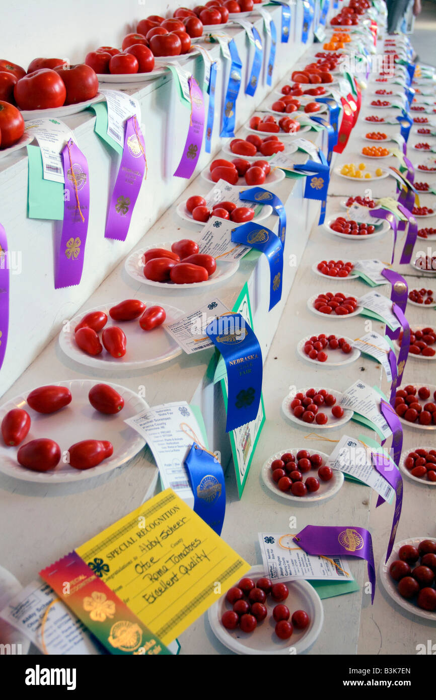 Plated 4-H tomato contest winners Stock Photo - Alamy
