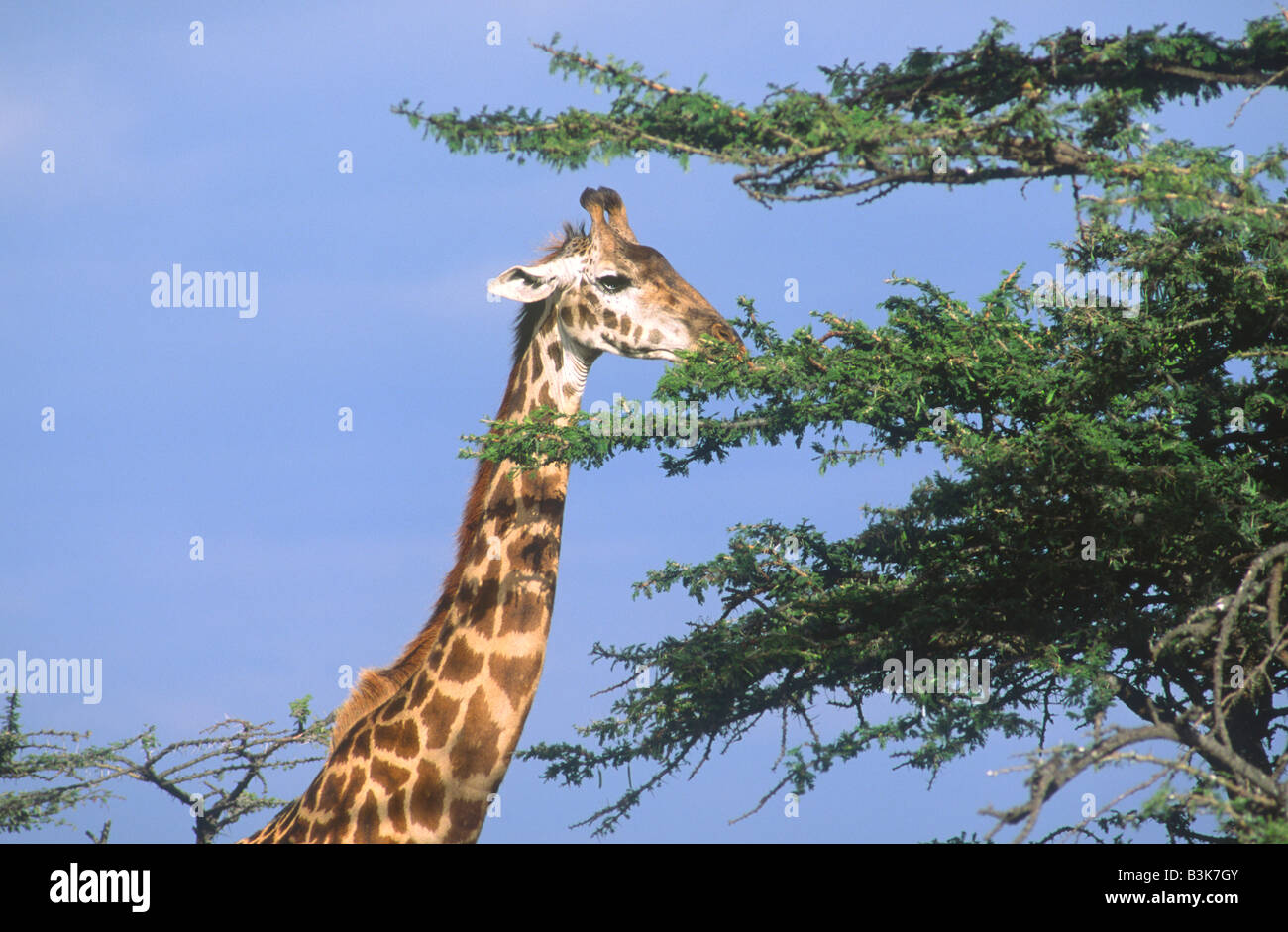 Kenyan Giraffe Eating Leaves from Acacia Tree Stock Photo - Alamy
