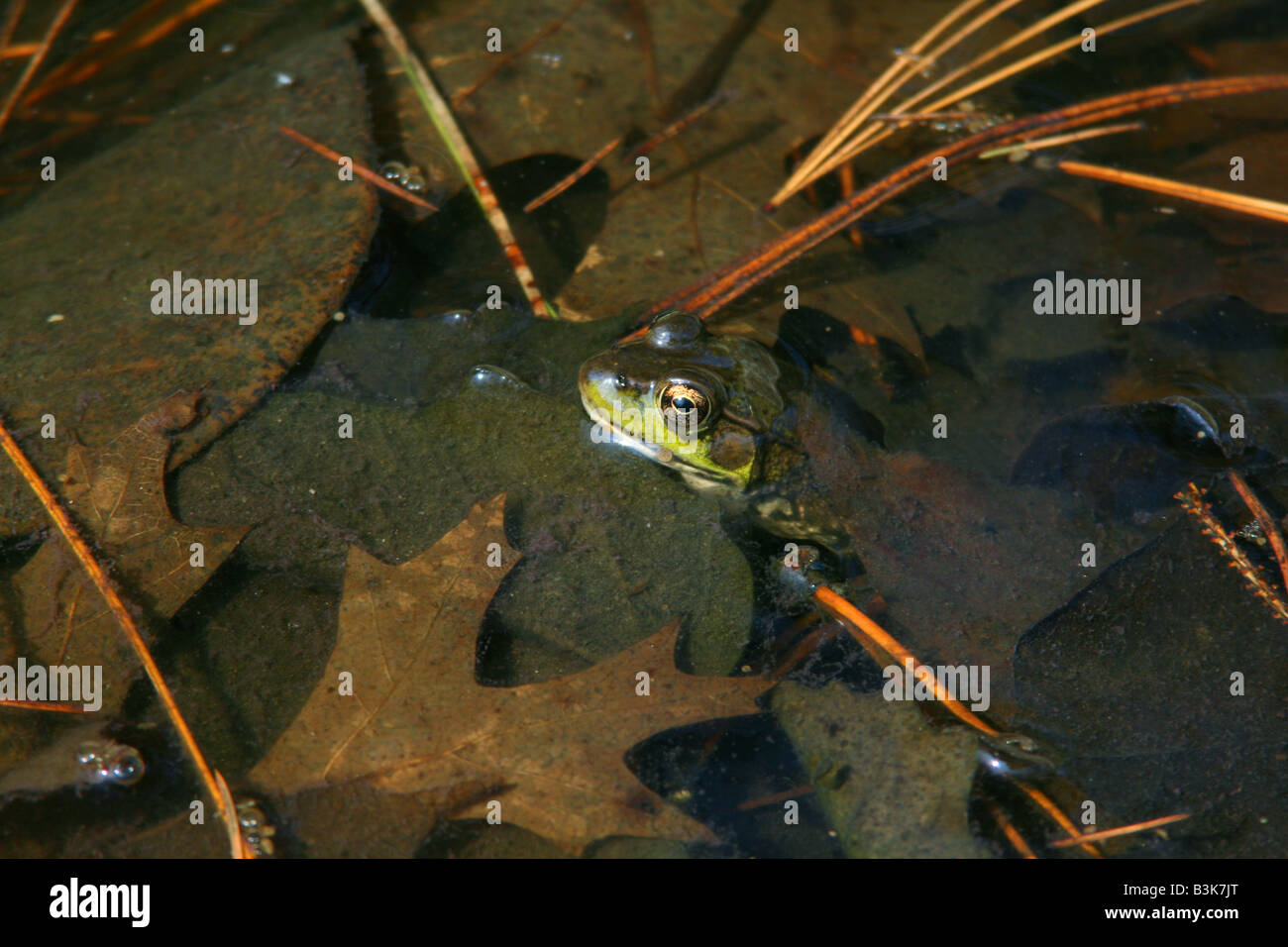 Green Frog Rana clamitans in pond Eastern USA by Dembinsky Photo ...