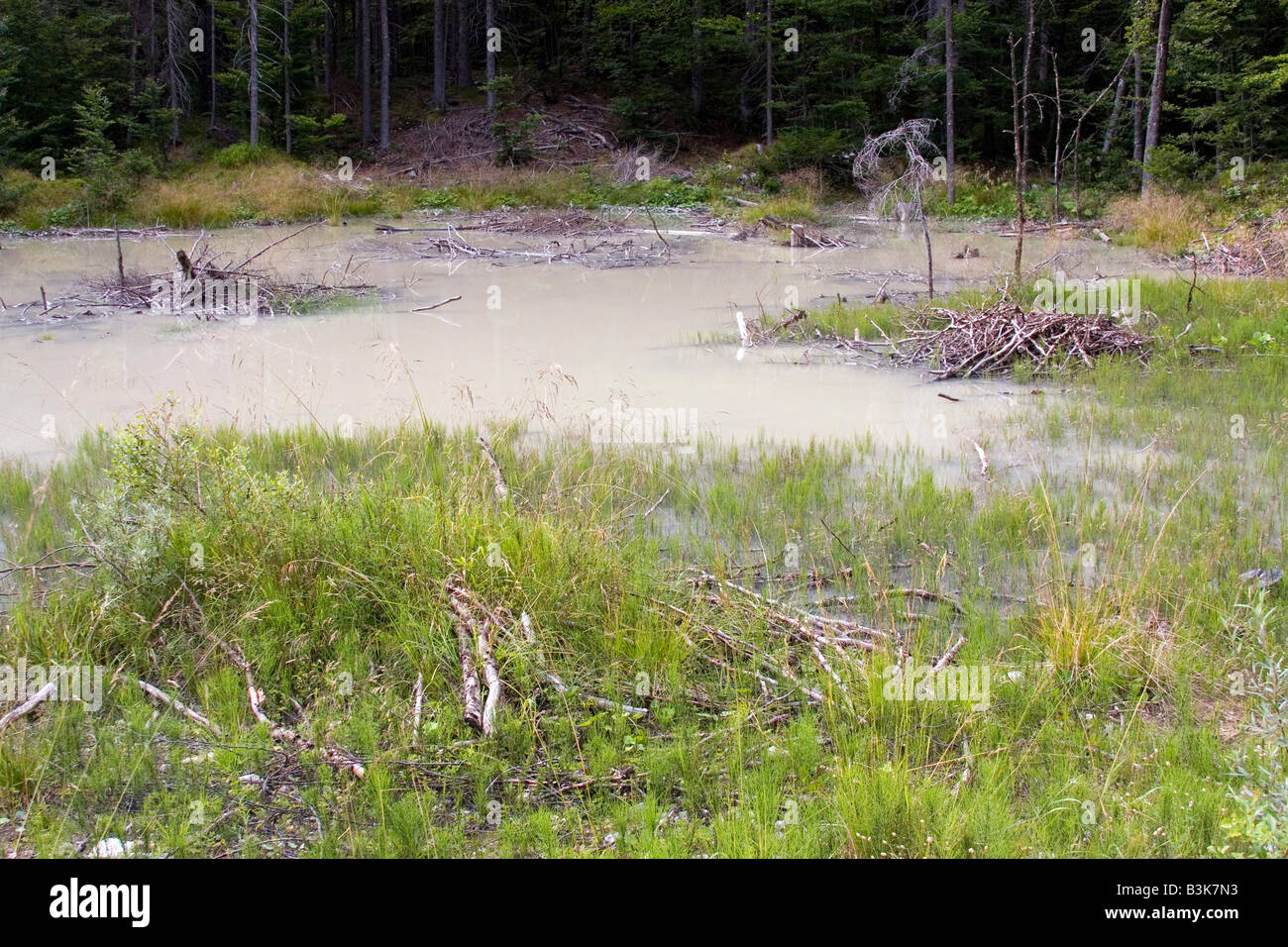 Swamp in the middle of the forest Stock Photo - Alamy