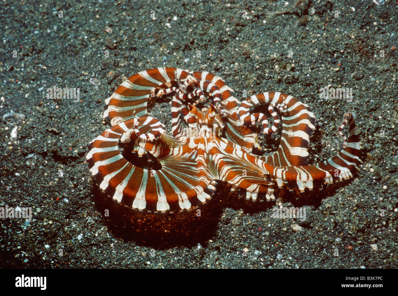 Long armed octopus Wunderpus photogenicus Lembeh Strait North Sulawesi ...
