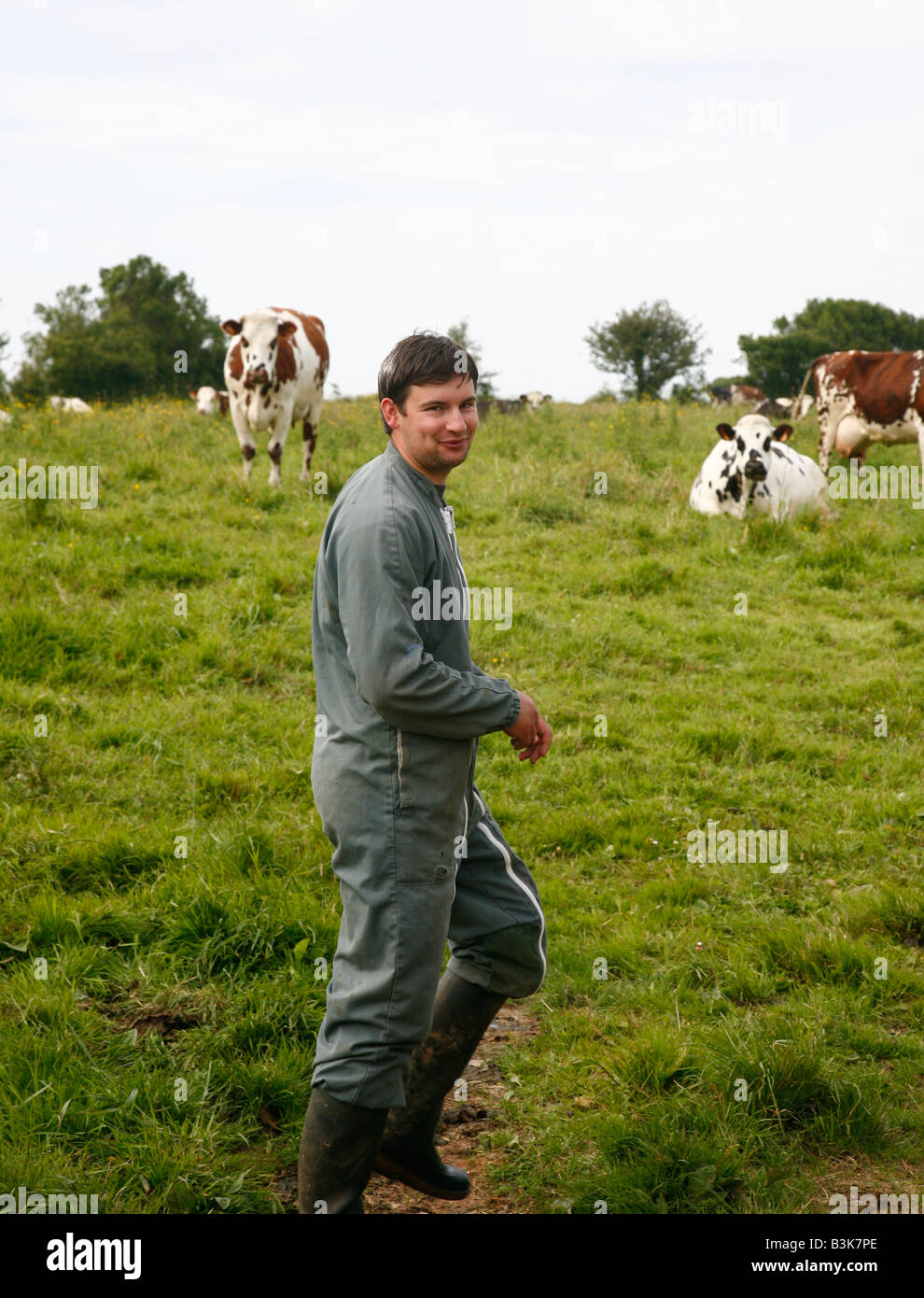 July 2008 - Farmer and cows at a farm in Normandy France Stock Photo ...