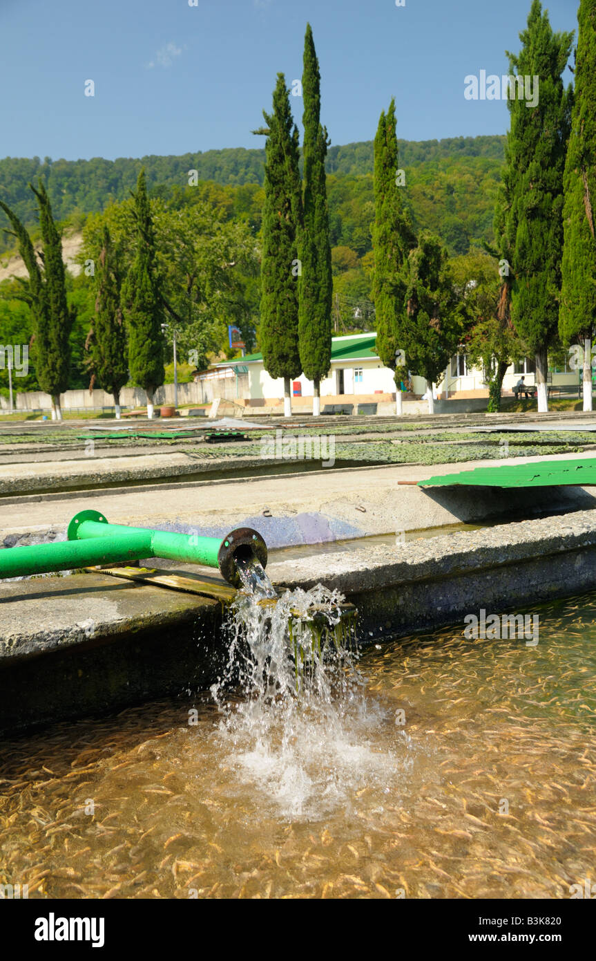 Adler trout farm hi-res stock photography and images - Alamy