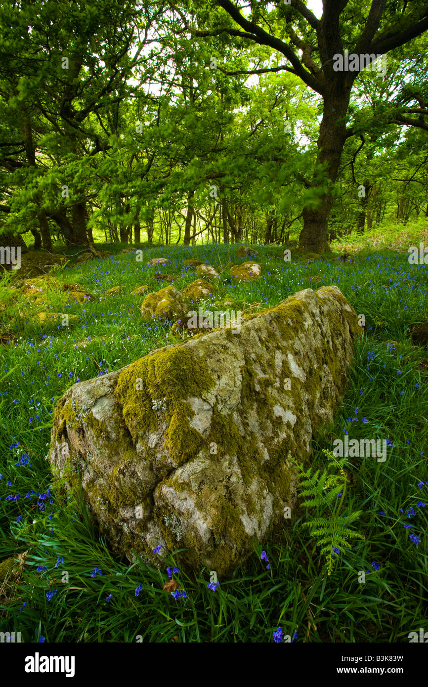 Dunnerdale forest hi-res stock photography and images - Alamy