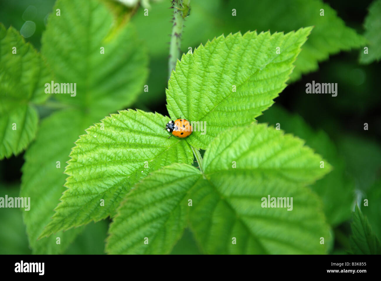 Ladybird on a leaf Stock Photo - Alamy