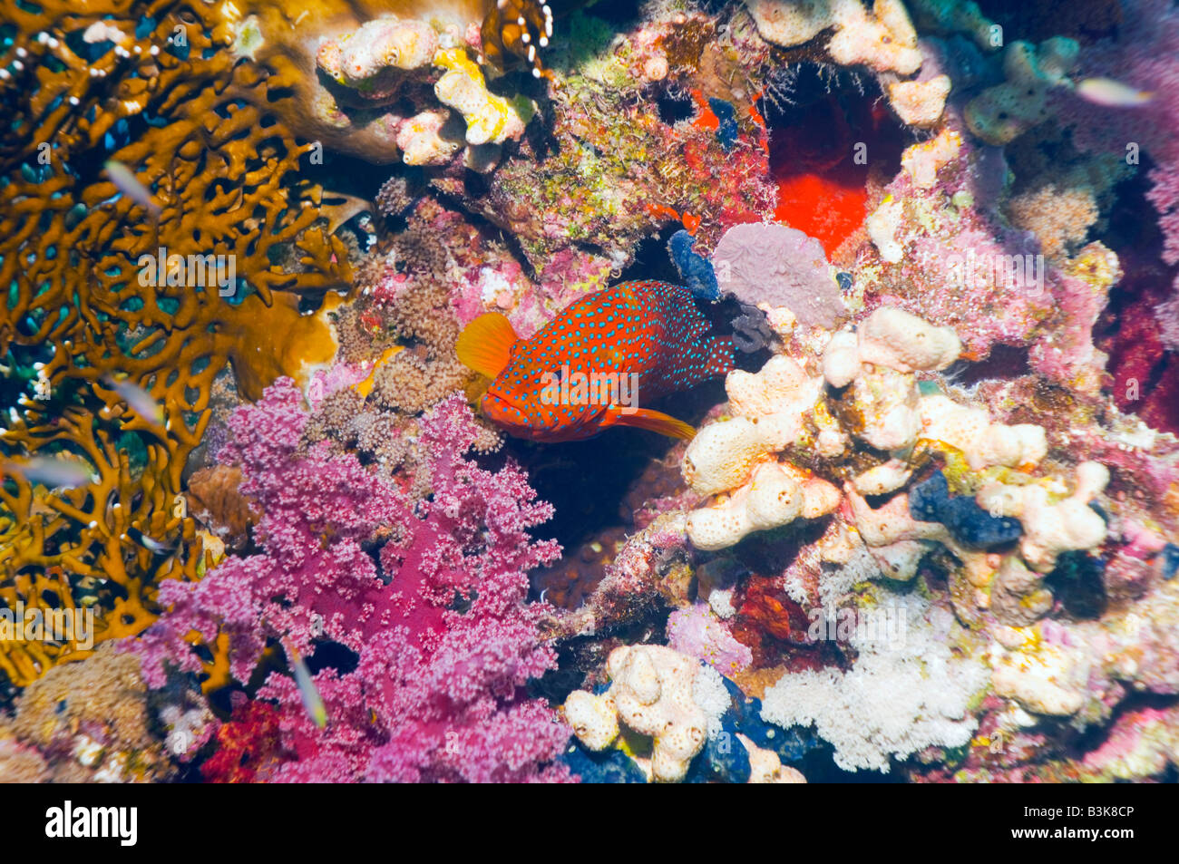 Coral hind Cephalopholis miniata perched on corals Red Sea Egypt Stock ...