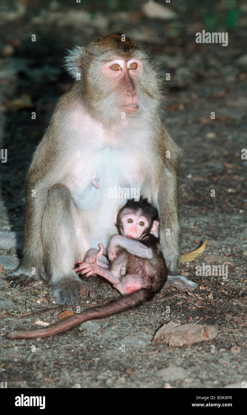 Crab eating macaque Macaca fascicularis mother with baby Java Indonesia ...