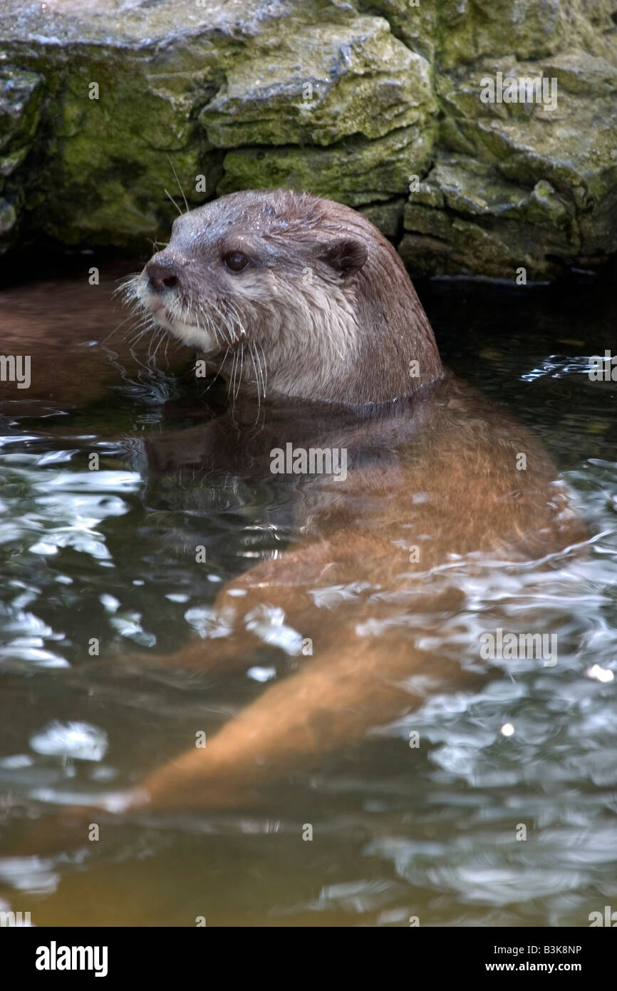 Webbed feet otter hi-res stock photography and images - Alamy
