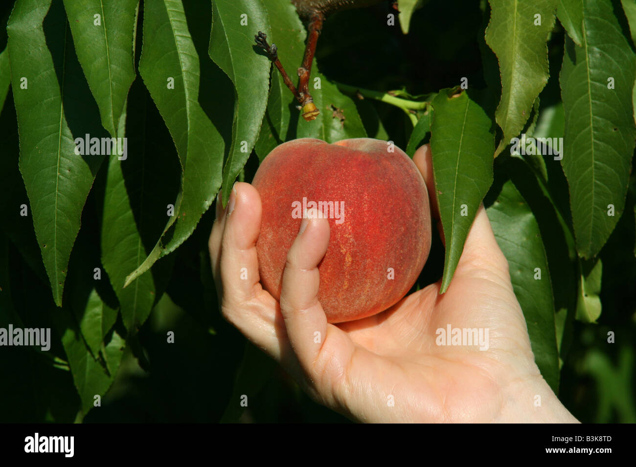 Peach Orchard Western Michigan USA Stock Photo - Alamy