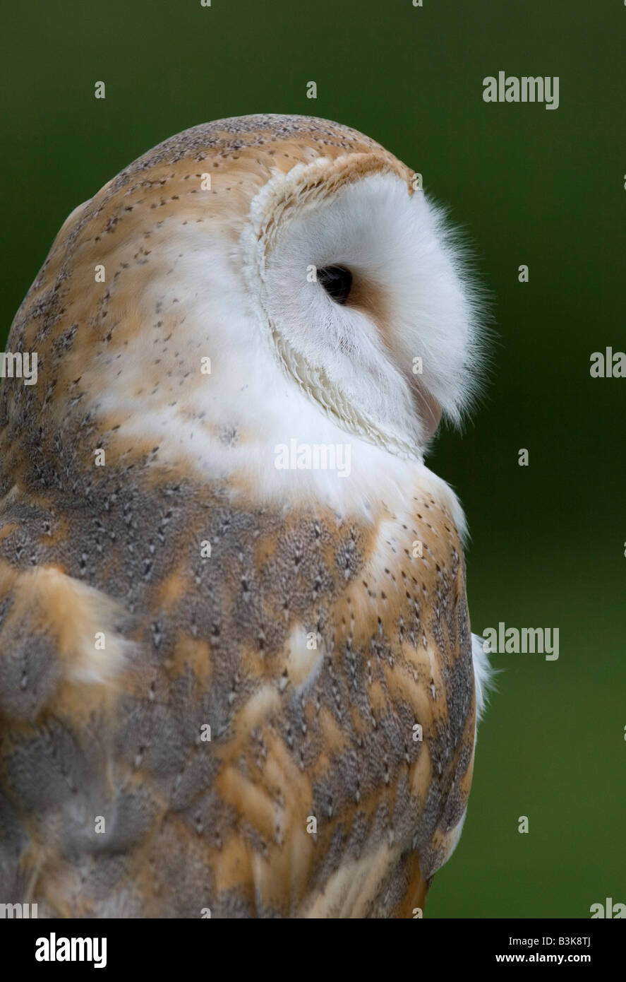 Barn Owl, portrait Stock Photo - Alamy