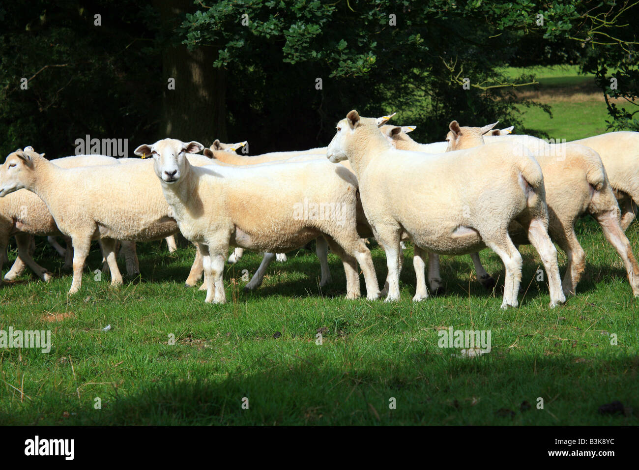 Sheep near Royal Millitary Canal, Appledore, Romney Marsh, Kent Stock ...
