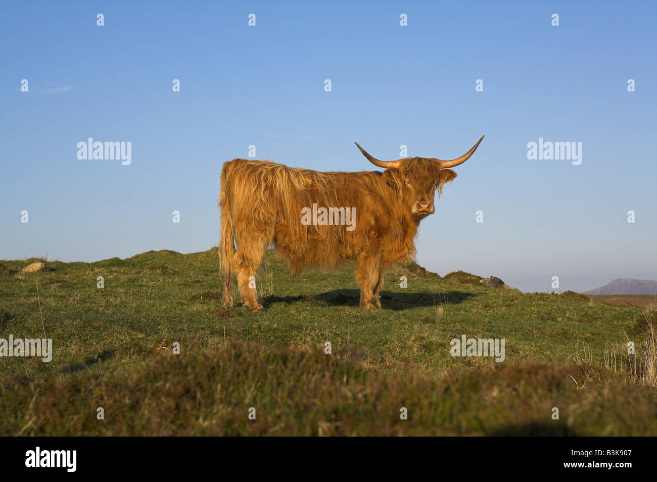 Highland Cow looking standing on hill top on North Uist, Outer Hebrides ...