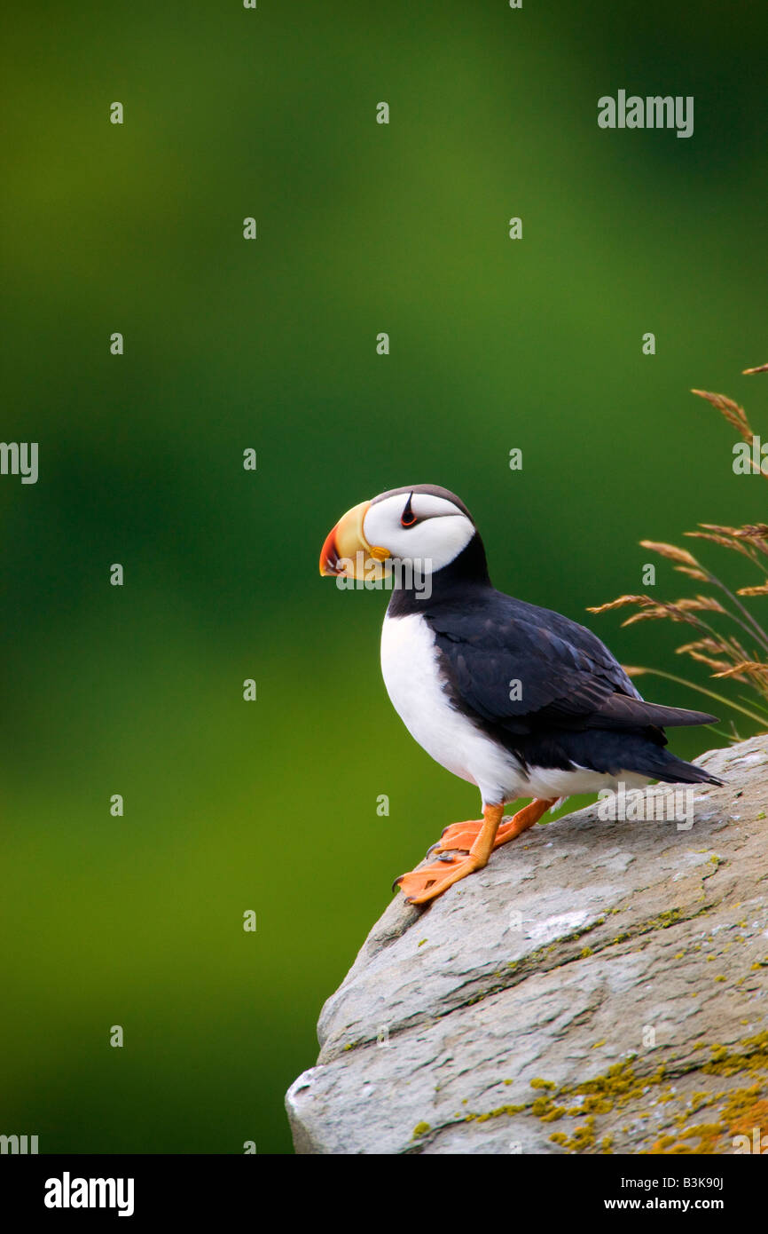 Horned Puffin Alaska Maritime National Wildlife Refuge near Lake Clark ...