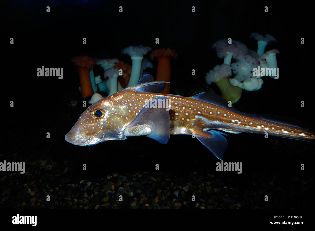 Ratfish hi-res stock photography and images - Alamy