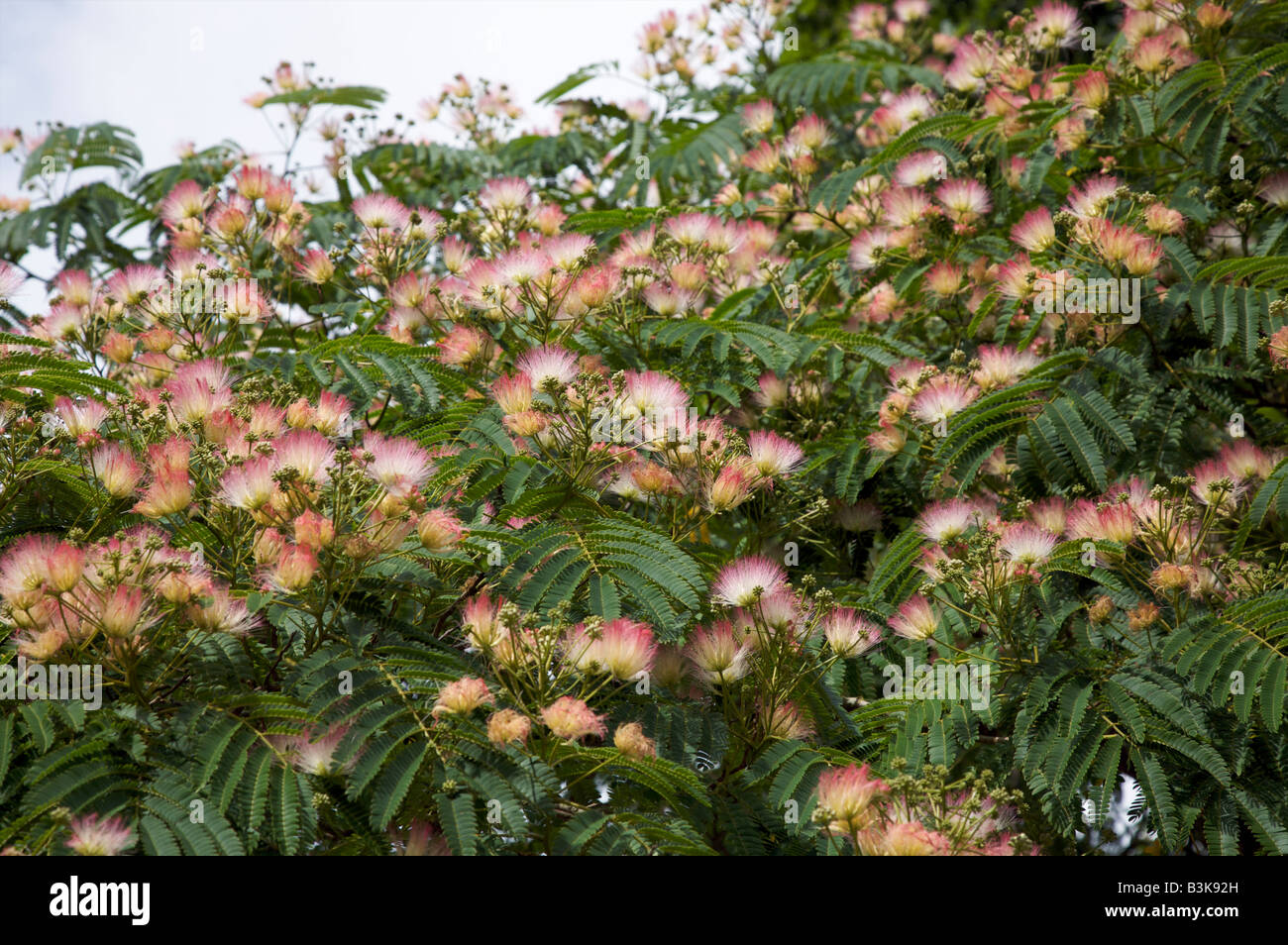 ALBRIZIA JULIBRISSIN MIMOSA MIMOSACEAE LEGUMINOSAE TREE FLOWERING IN ...