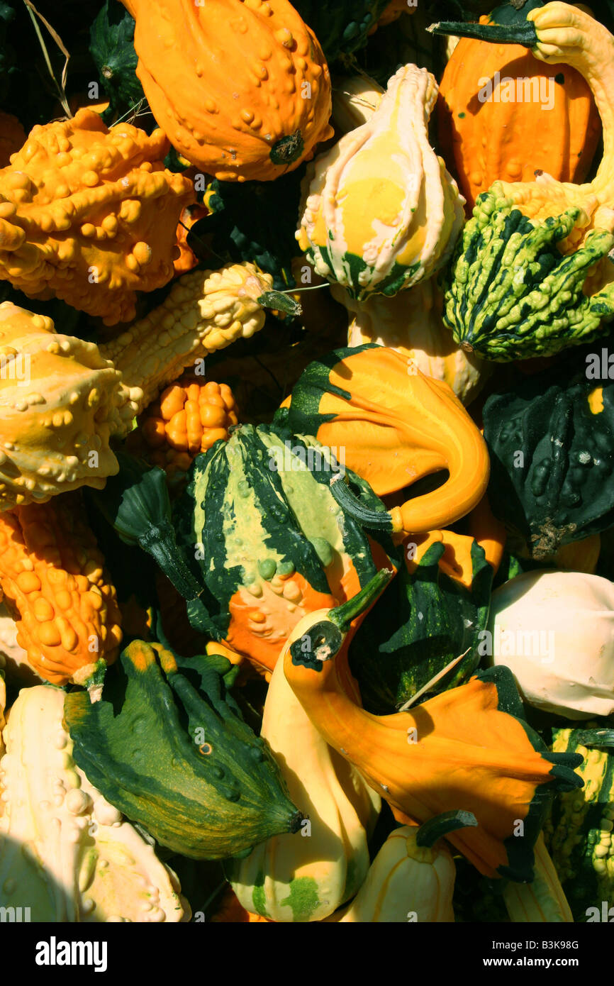 Mixed gourds autumn vegetables hi-res stock photography and images - Alamy
