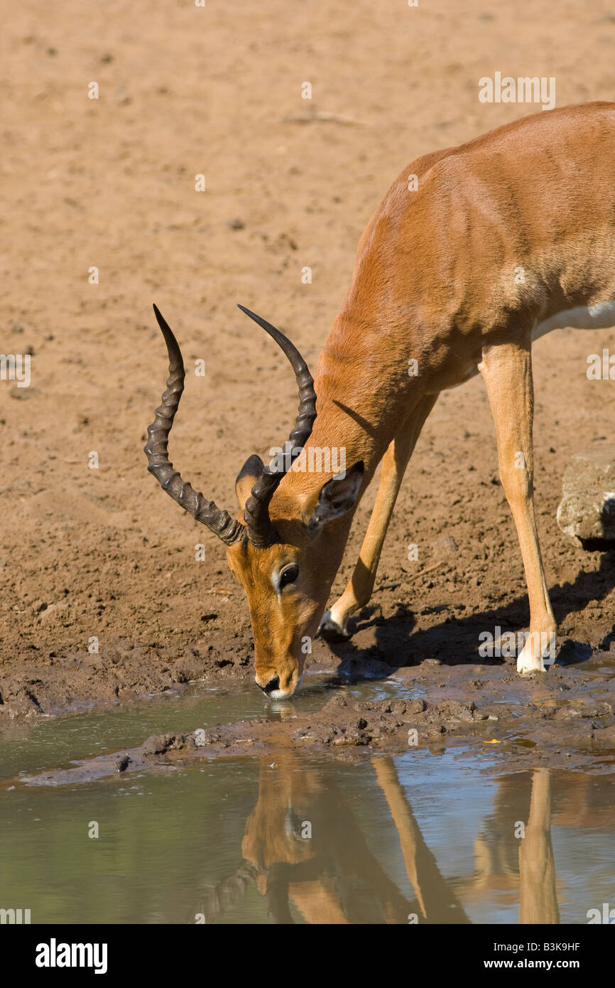 impala ram drinking Stock Photo - Alamy