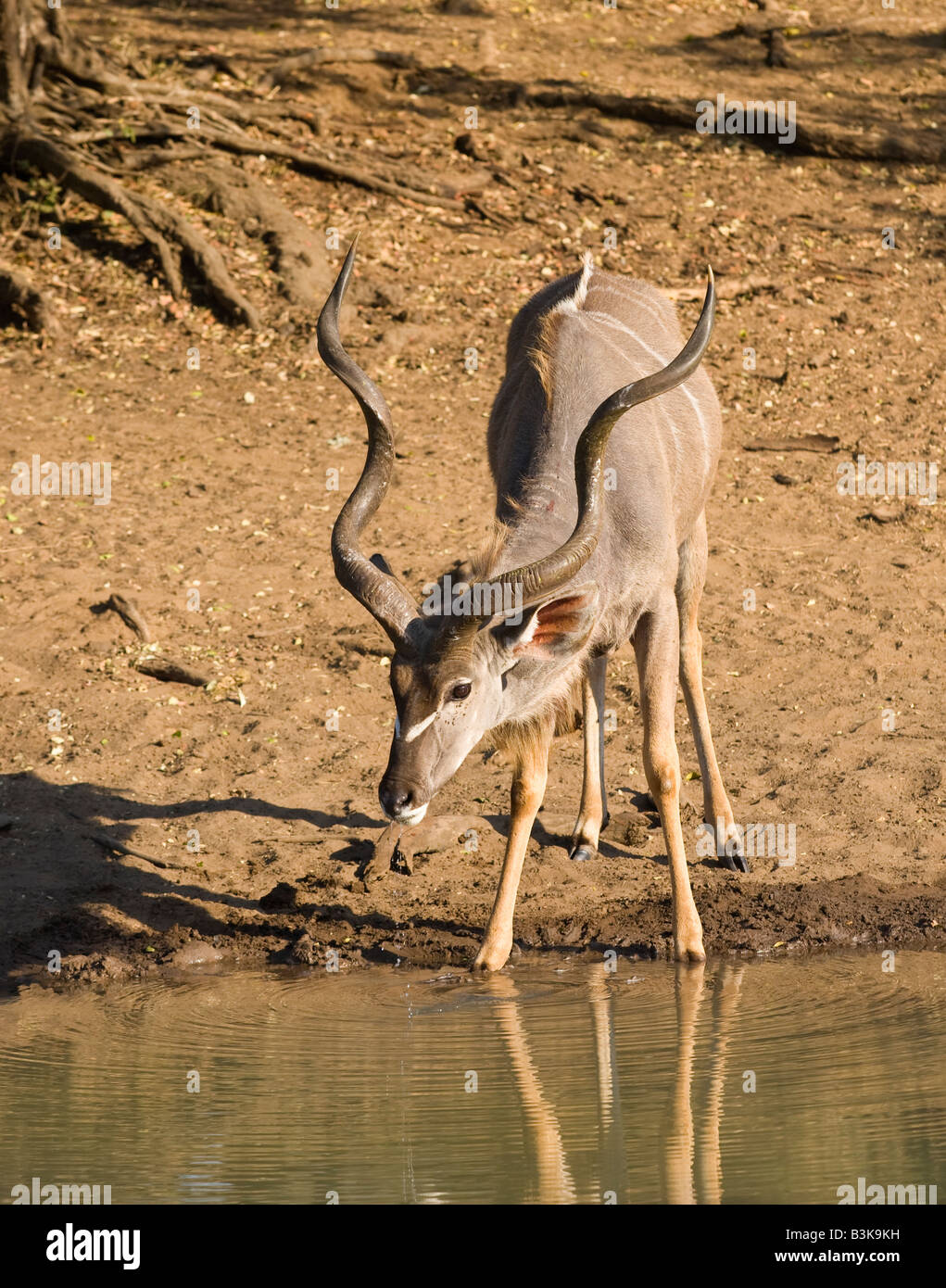 Drinking kudu hi-res stock photography and images - Alamy