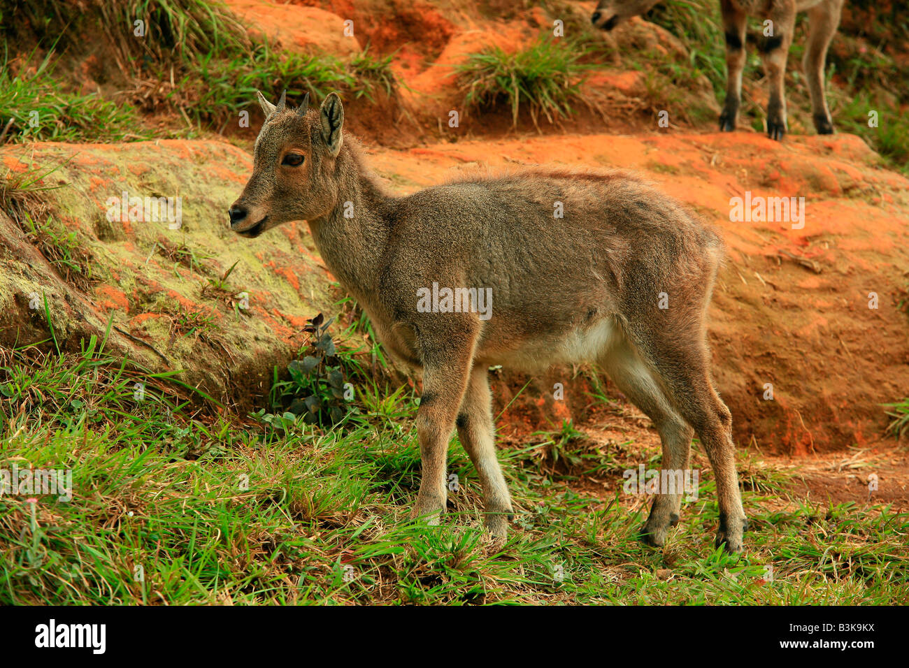 Nilgiri tahr nilgiritragus hylocrius hi-res stock photography and ...
