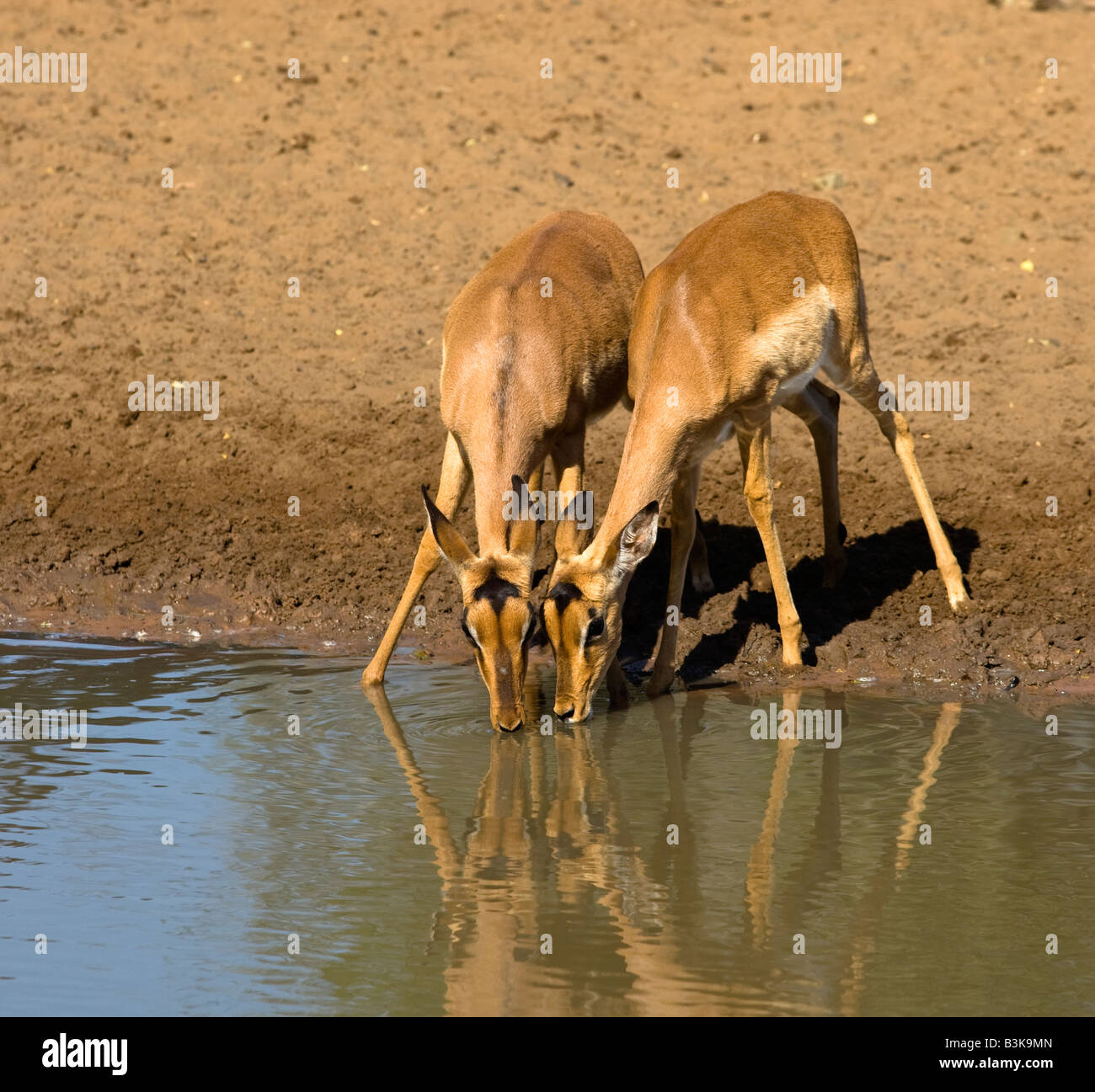 Impalas water hi-res stock photography and images - Alamy